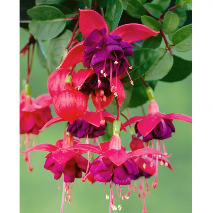 Collection de Fuchsias à grosses fleurs doubles - Vente en ligne de ...