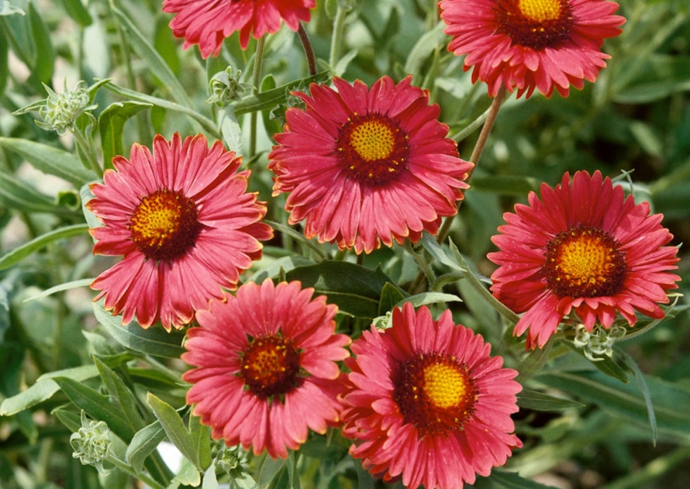 Un jardin Rouge passion, ça vous tente