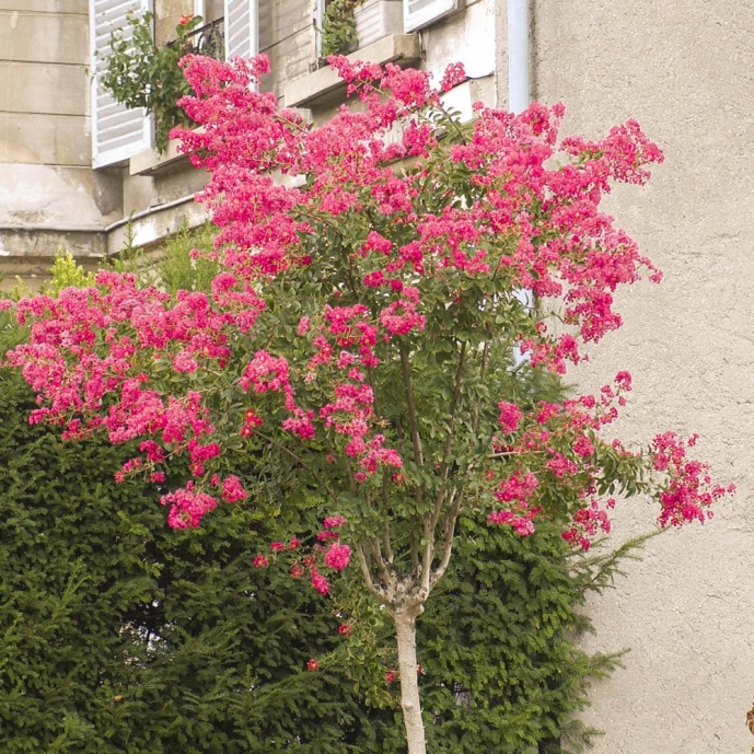 Lagerstroemia Petite Red - Vente en ligne Lilas des indes Meilland ...