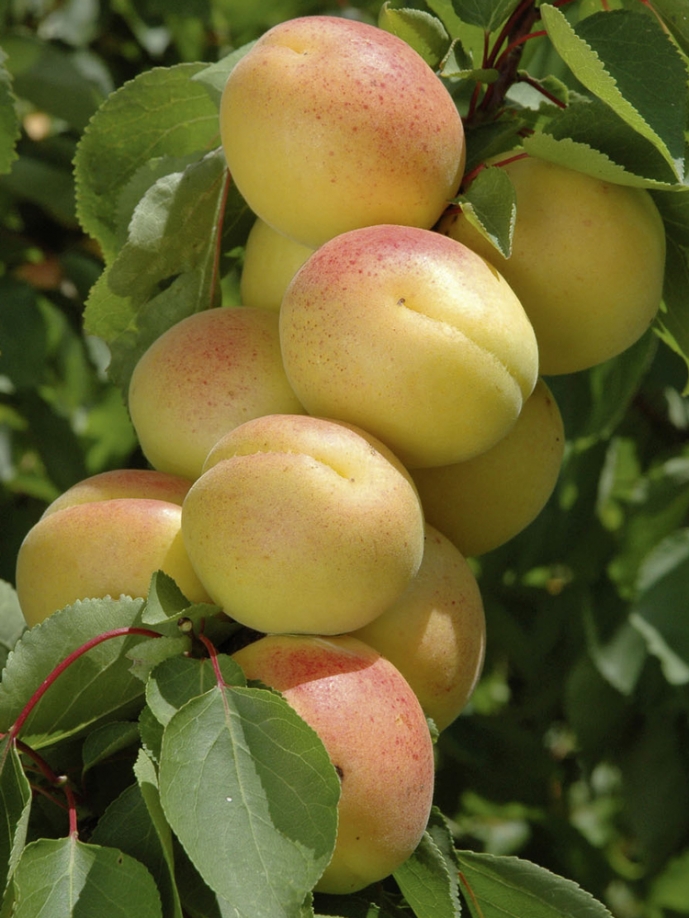Abricotier Nain Garden Aprigold ®, arbres fruitiers nains Meilland ...