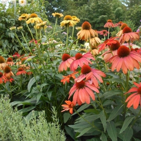 Fleur vivace : conseils de plantation