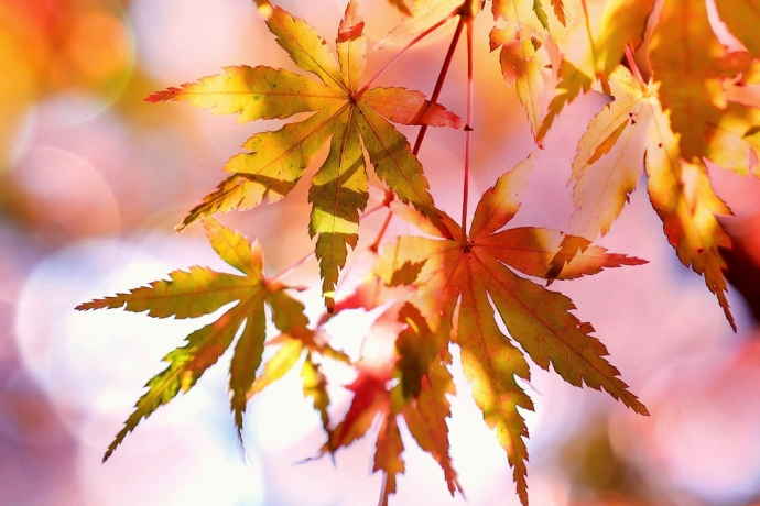 Jardinerie en ligne Meilland Richardier rosier bulbe vivace fruitier ...