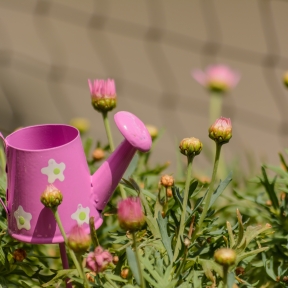 Calendrier de plantation, floraison/récolte