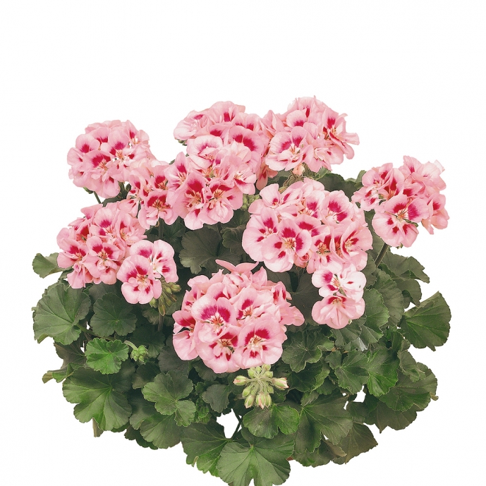 Géranium Lierre Roi des Balcons Rouge, géraniums lierres et zonales ...