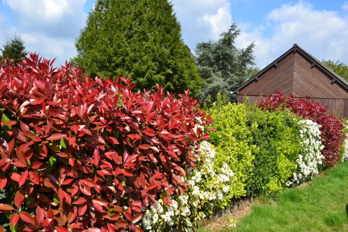 Photinia X fraseri Carré Rouge, arbuste pour haies et bacs Meilland ...