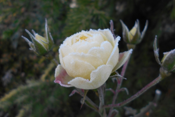 Jardinerie en ligne Meilland Richardier rosier bulbe vivace fruitier ...