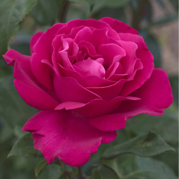 Rosiers, faut-il les protéger du gel en hiver ? Comment les préserver ...