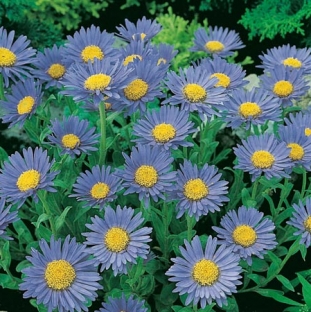 Aster : conseils de plantation et entretien