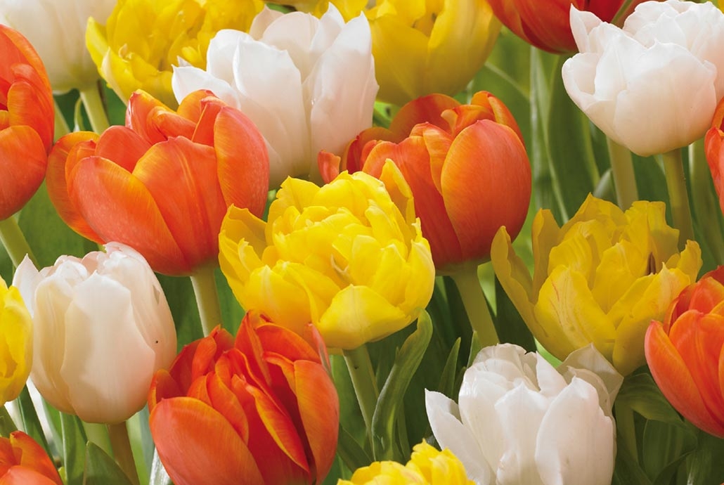 Conseils de plantation et d'entretien des fleurs à bulbes