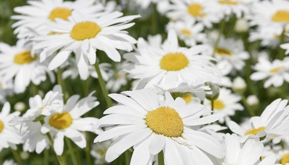 Marguerite et compagnie : conseils de plantation et entretien