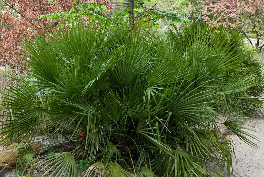 Palmiers : conseils de plantation et d’entretien