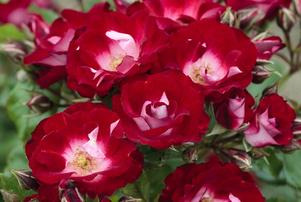 Un jardin Rouge passion, ça vous tente