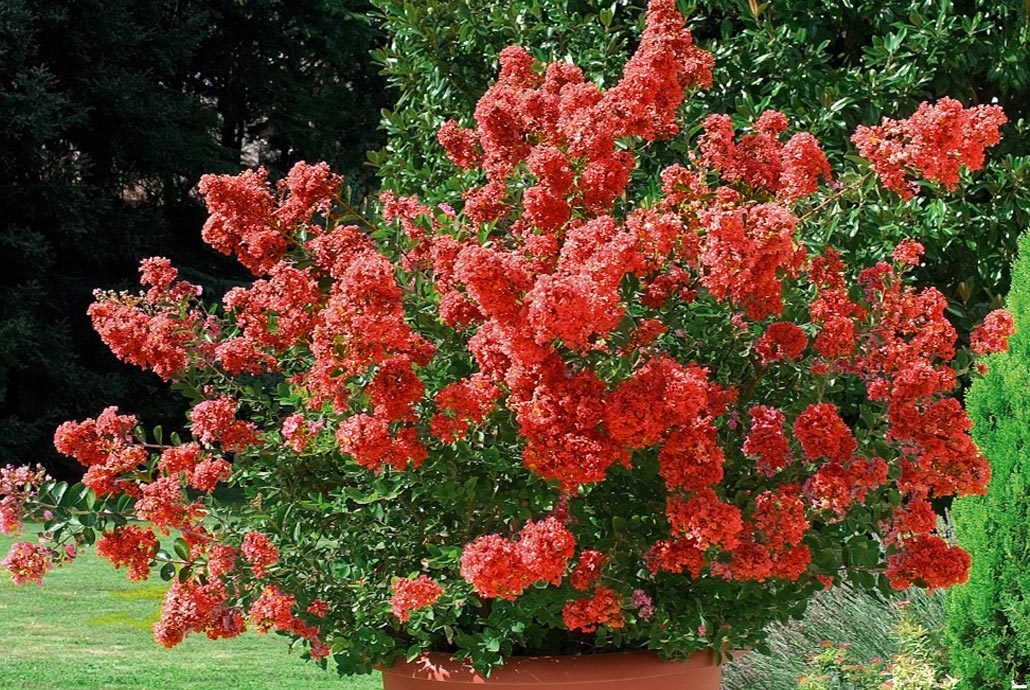 Un jardin Rouge passion, ça vous tente