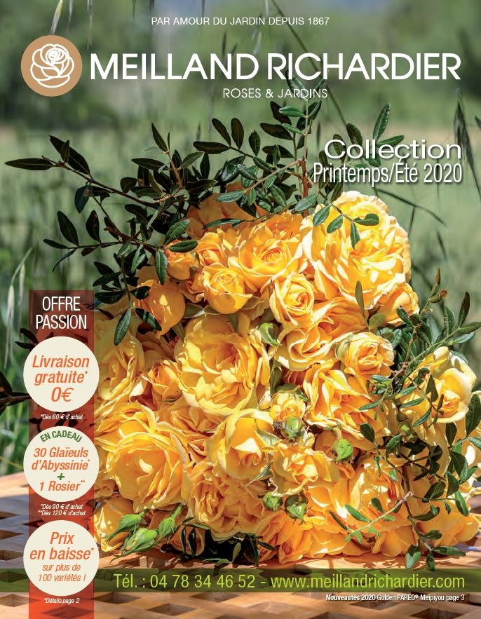 Rosier Grimpant PIERRE DE RONSARD ® Meiviolin, rosiers grimpants ...