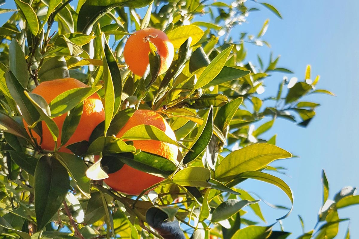 Conseils de plantation et d’entretien des agrumes