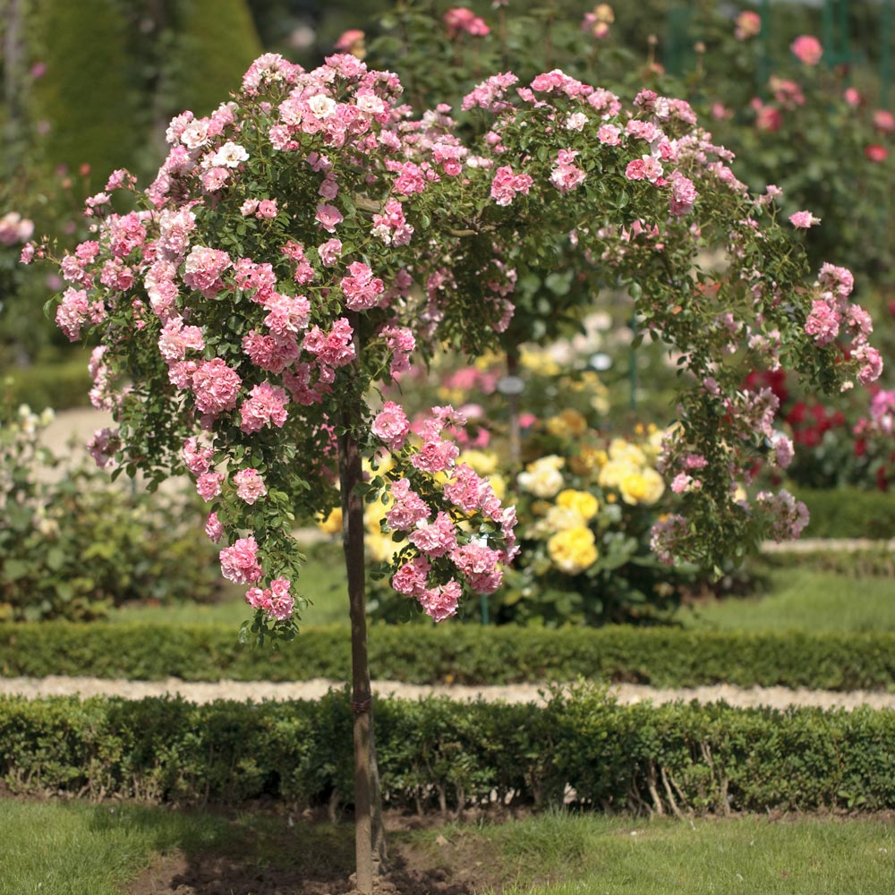 Rosiers tiges et pleureurs, nos conseils de plantation, de taille et d ...