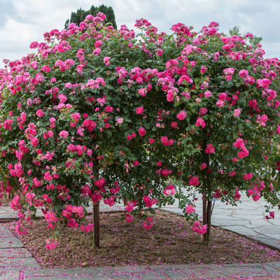 Rosiers Tiges Pleureurs