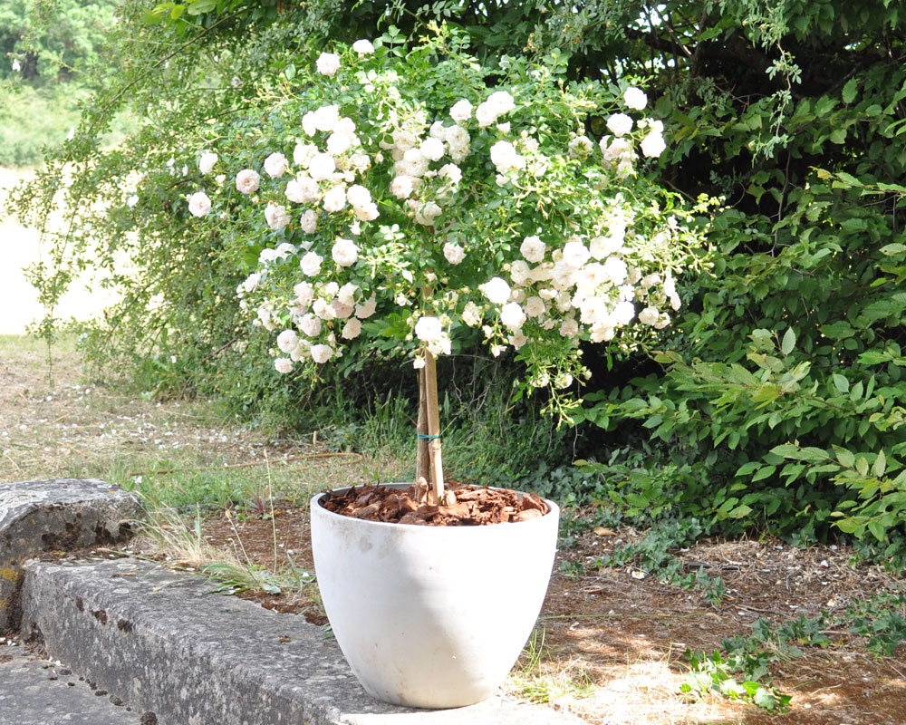 Rosiers tiges et pleureurs, nos conseils de plantation, de taille et d ...